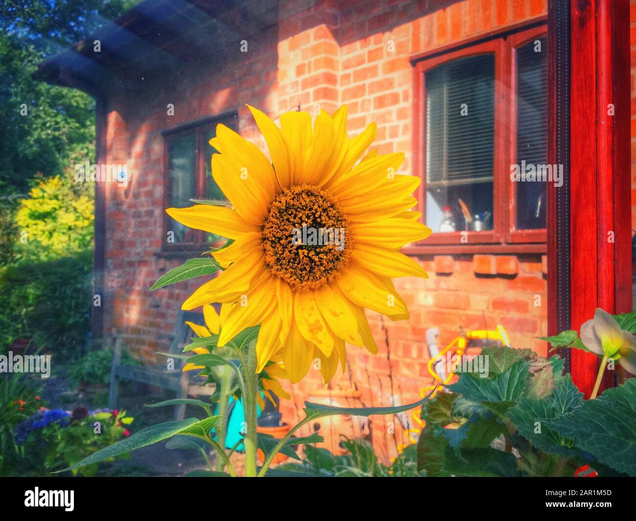sunflower in back garden Stock Photo - Alamy