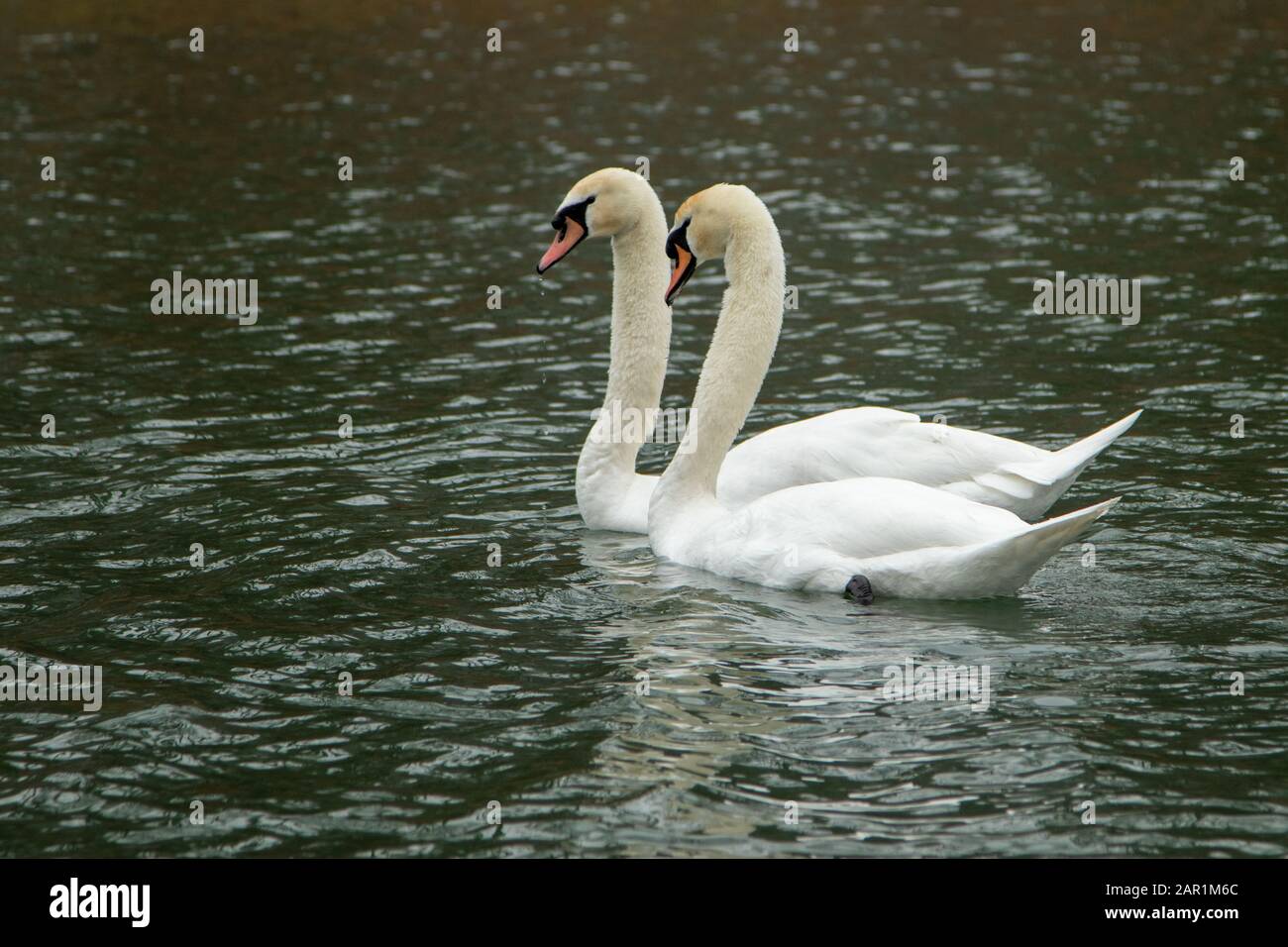 two swans swimming in a lake Stock Photo - Alamy