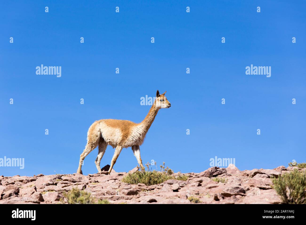 Photo of a guanaco walking in Chile Stock Photo - Alamy