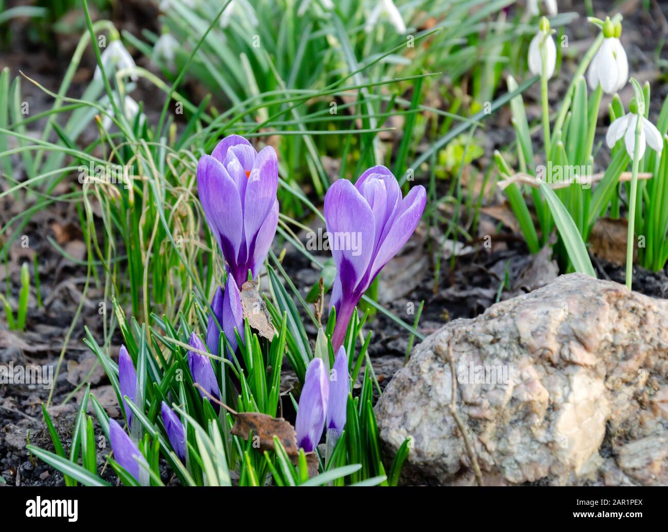Colorful spring crocus hi-res stock photography and images - Alamy