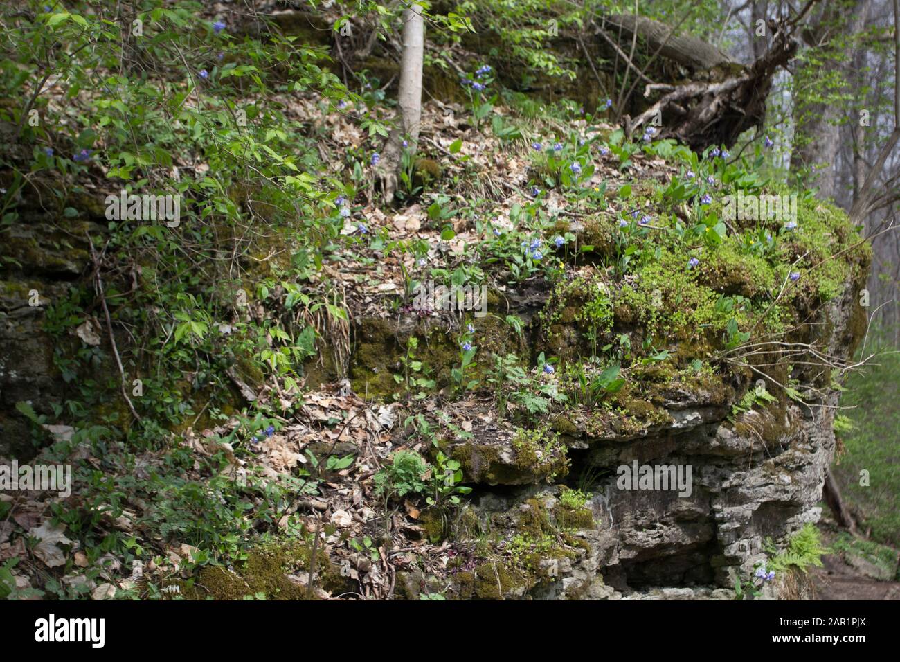Glen Helen Preserve, Yellow Springs, Ohio Stock Photo - Alamy