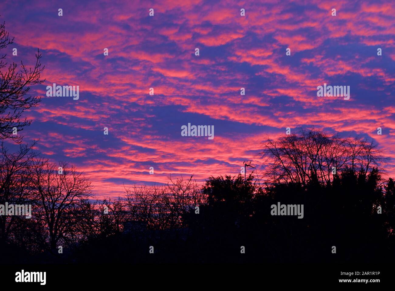 Beautiful pink and blue dawn sky with silhouetted trees Stock Photo - Alamy