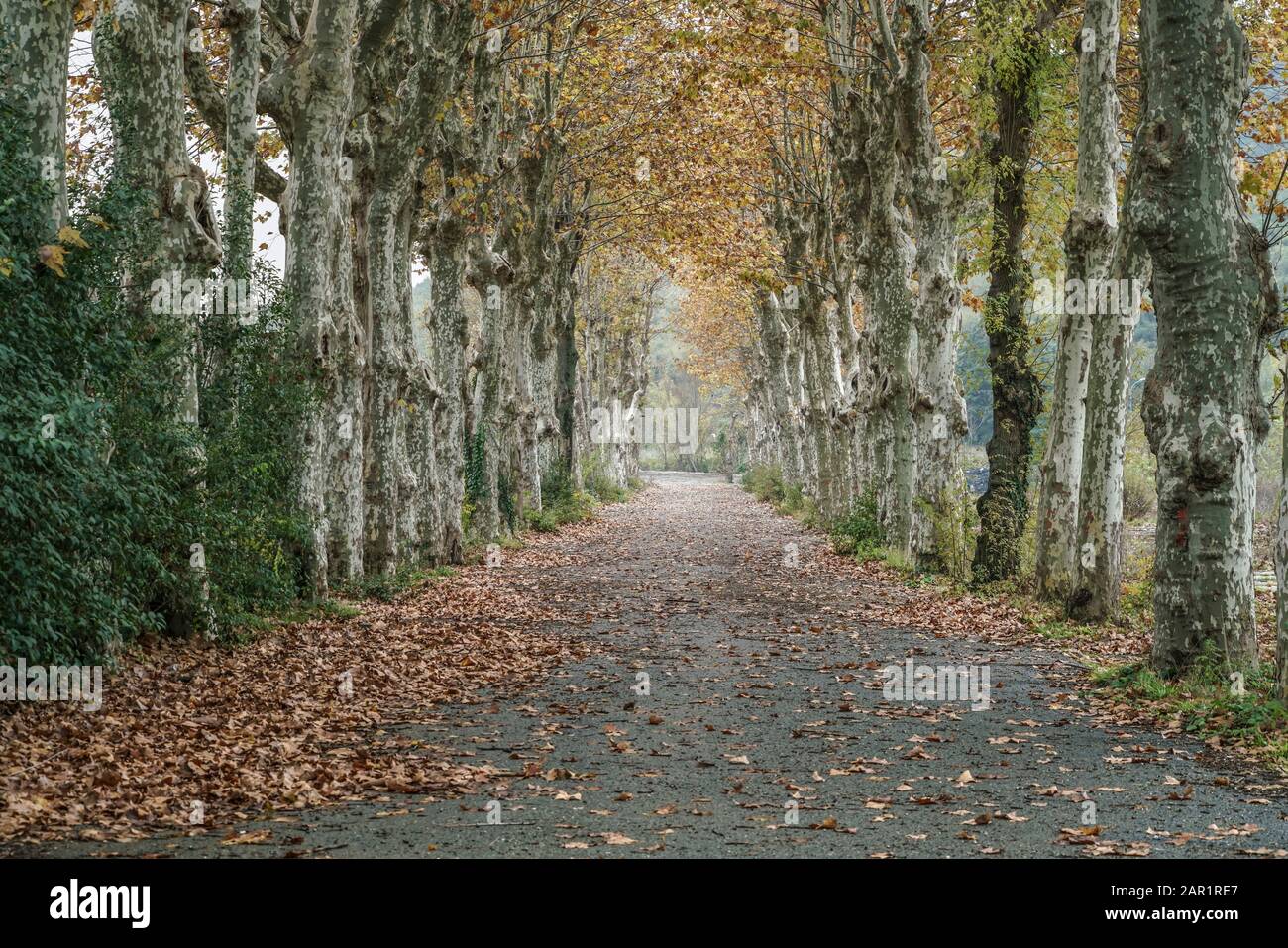 An empty road in rural area through tunnel of autumn trees with dried ...