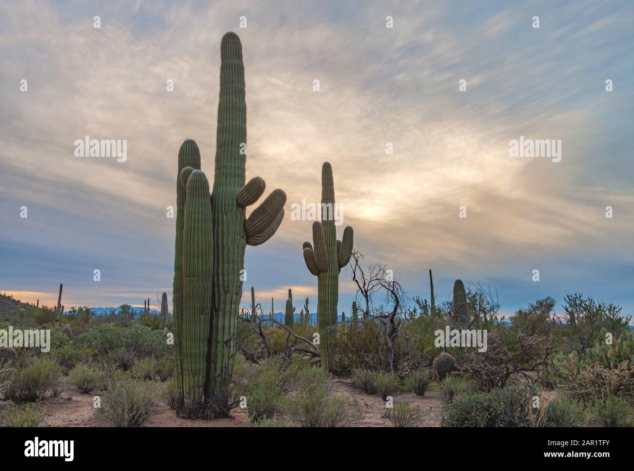 Saguaro cacti at Saguaro National Park on a winter evening, Tucson ...