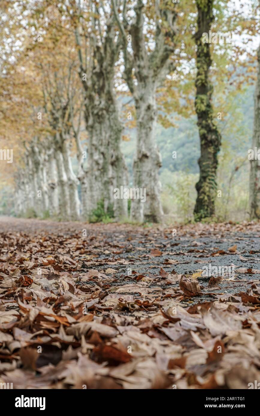 An empty road in rural area through tunnel of autumn trees with dried ...