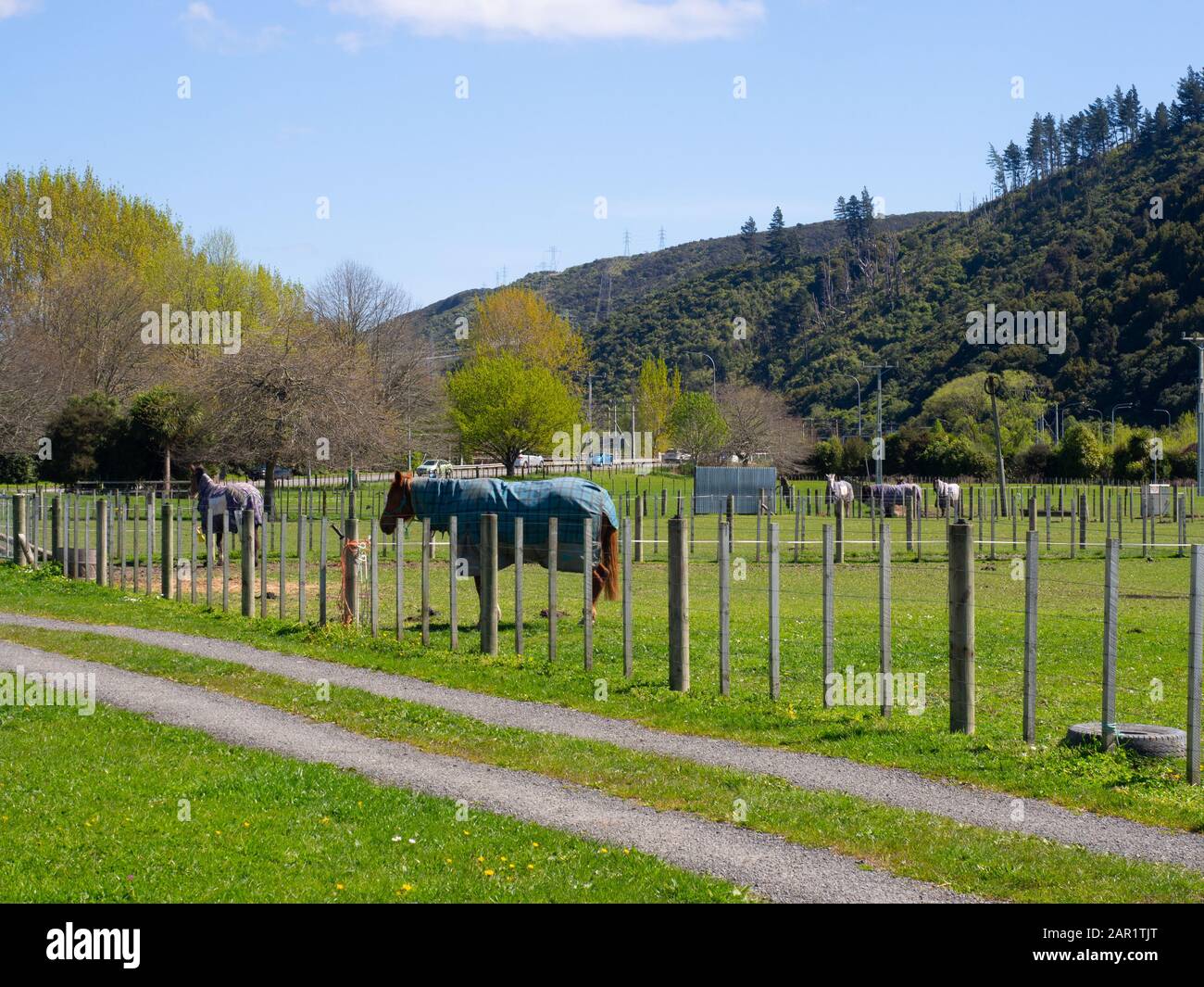 Horses In A Paddock Stock Photo - Alamy