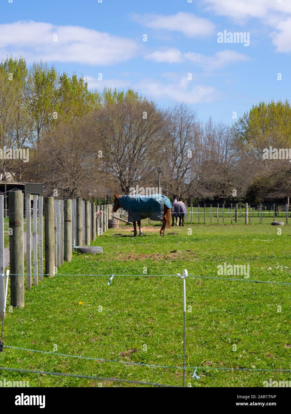Horses In A Paddock Stock Photo - Alamy