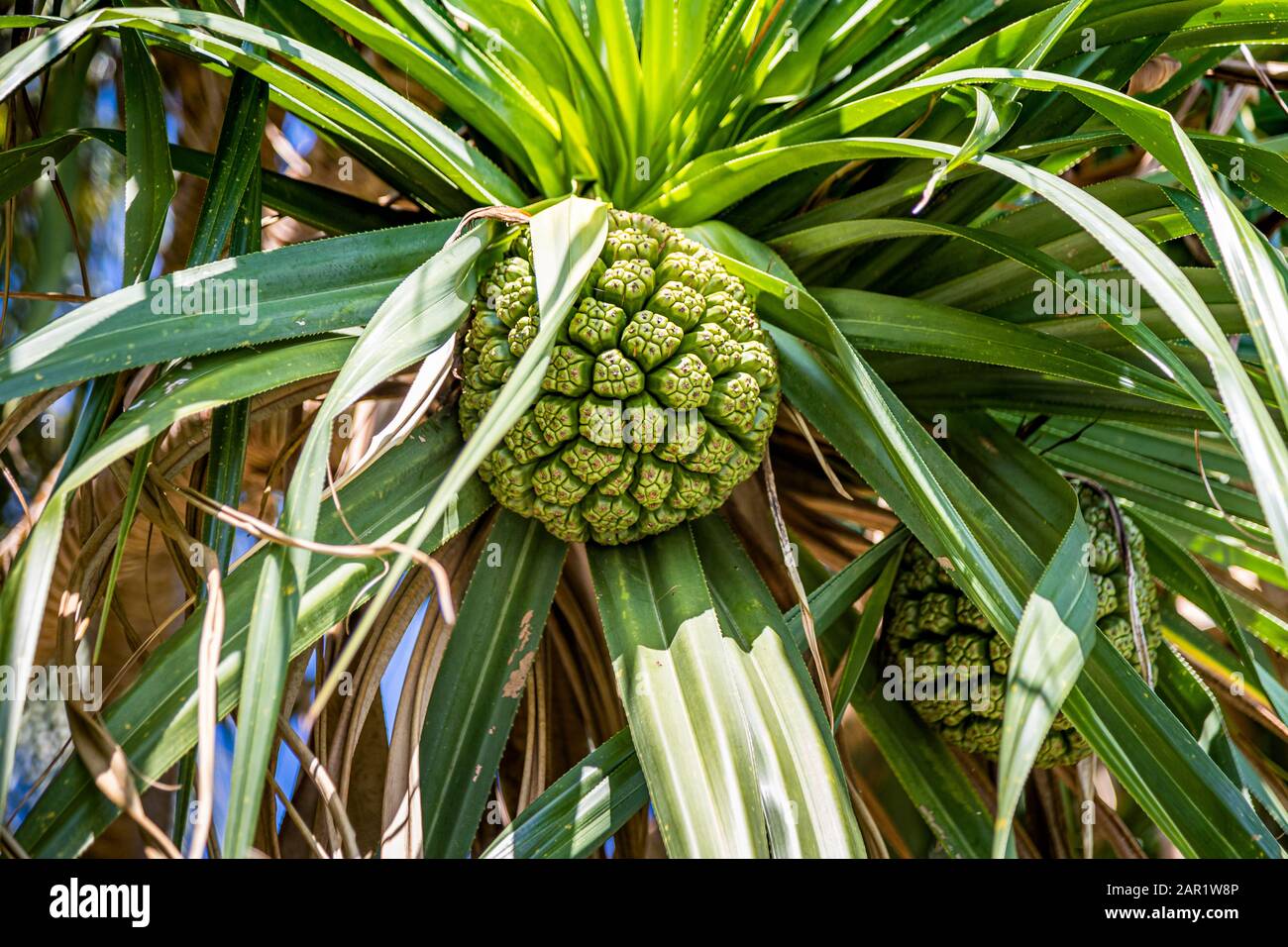 Pandanus tree in jungle hi-res stock photography and images - Alamy