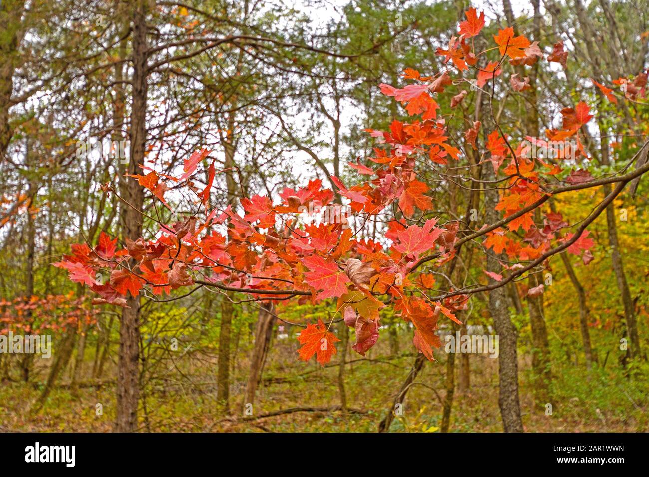 Mark twain forest hi-res stock photography and images - Alamy