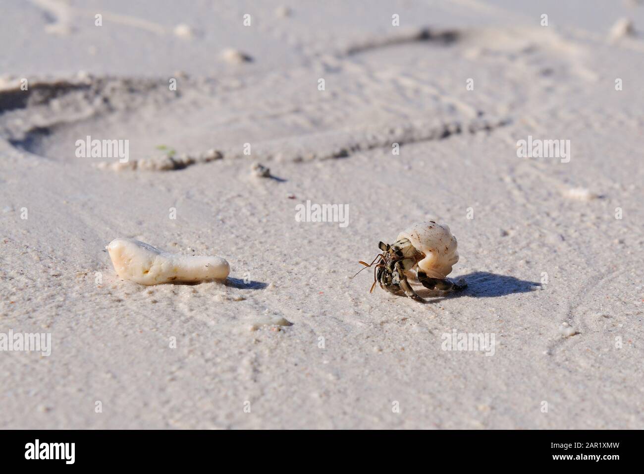 tiny crab is crawling across the beach, a human footprint is on the ...