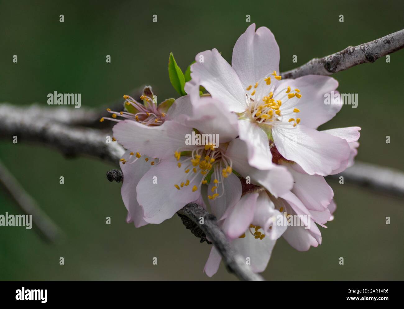 Almond flowers (Prunus dulcis), blooming with natural light Stock Photo ...