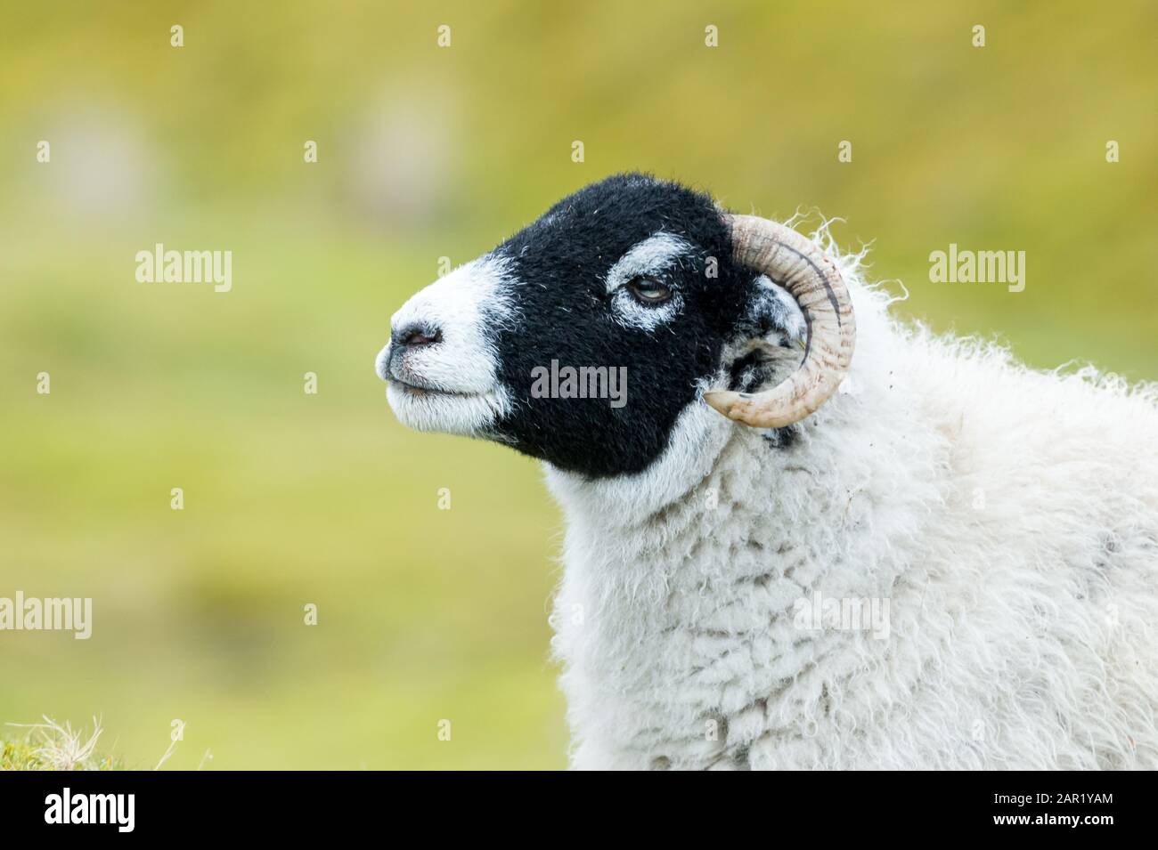 Curly Horns Sheep High Resolution Stock Photography and Images - Alamy