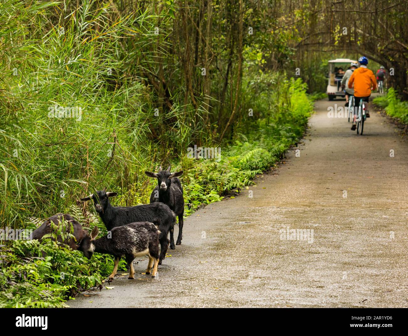 Semi-feral goats on roadside with tourists on bicycles in wet weather ...