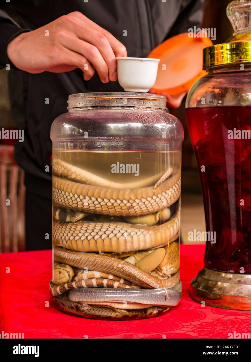 Snakes of vietnam hi-res stock photography and images - Alamy