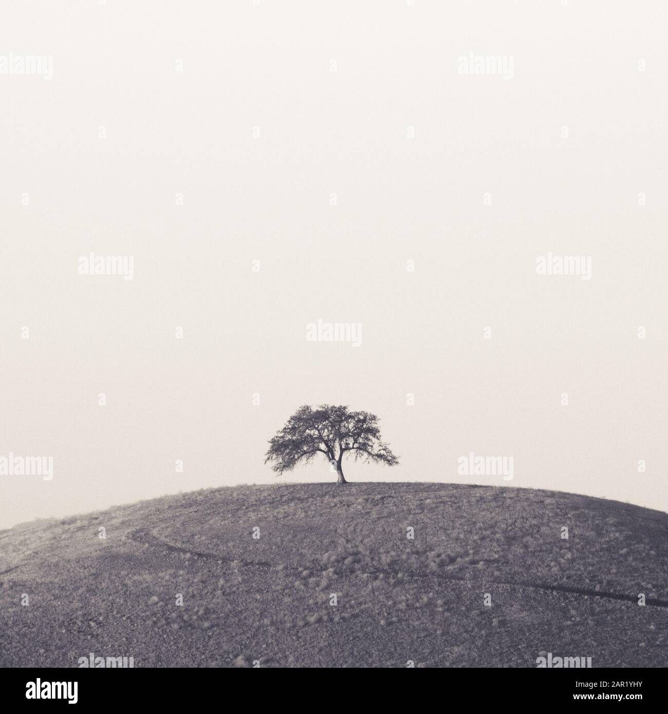 Black and white oak hi-res stock photography and images - Alamy