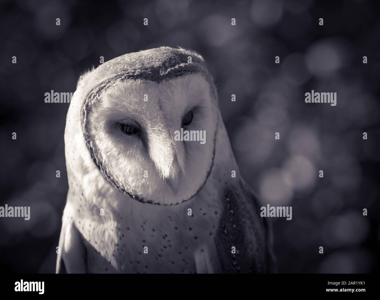 Owl contrast hi-res stock photography and images - Alamy