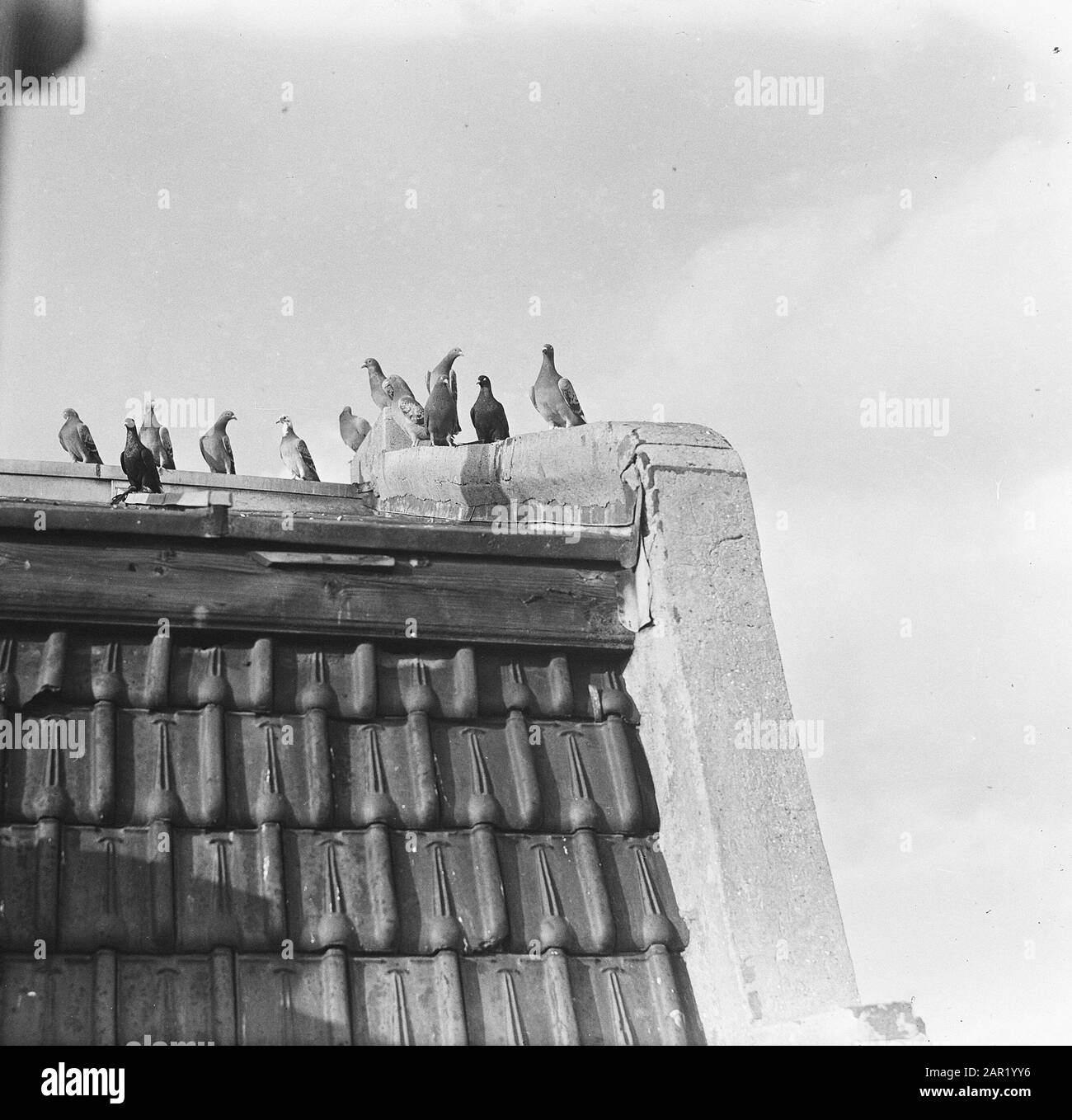 Nesting pigeons Black and White Stock Photos & Images - Alamy