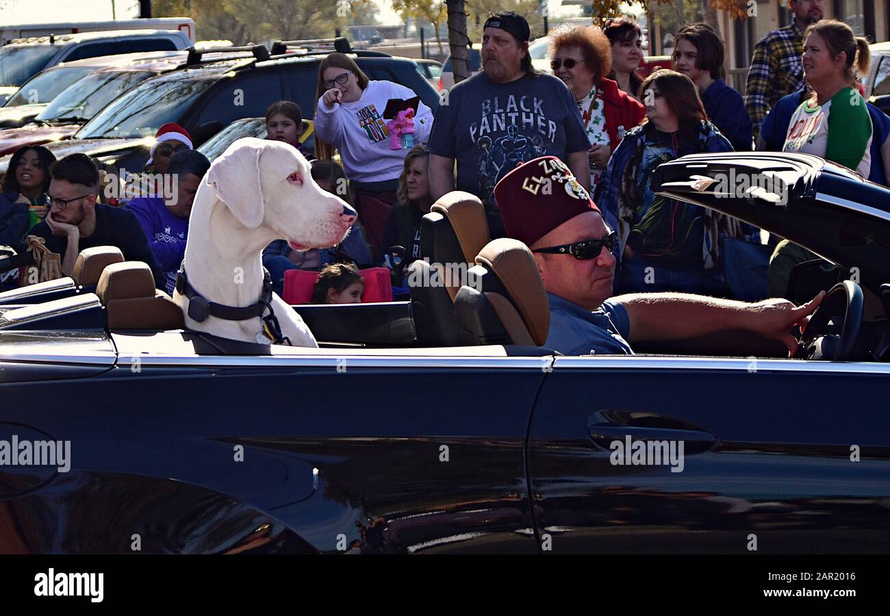 GLENDALE, UNITED STATES - Dec 14, 2019: A white Great Dane rides in the ...