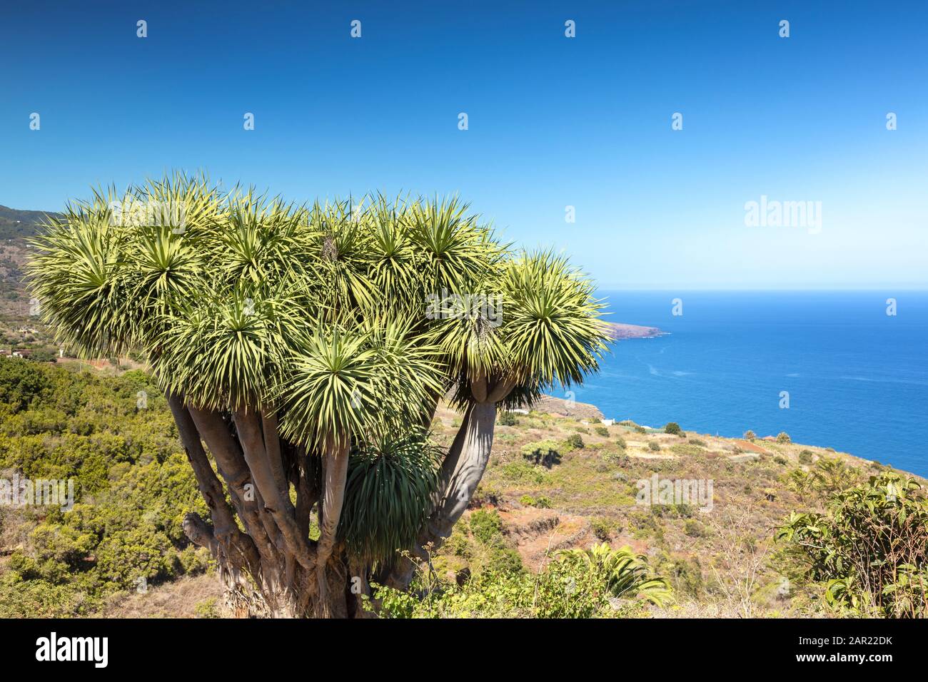 Canary island tree hi-res stock photography and images - Alamy
