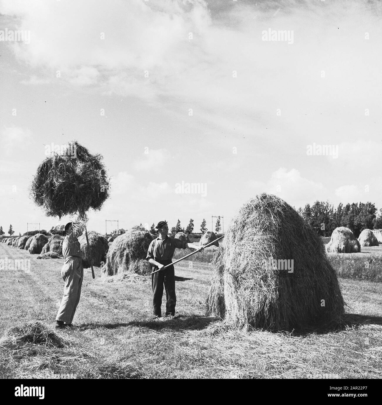 Hay forage Black and White Stock Photos & Images - Alamy