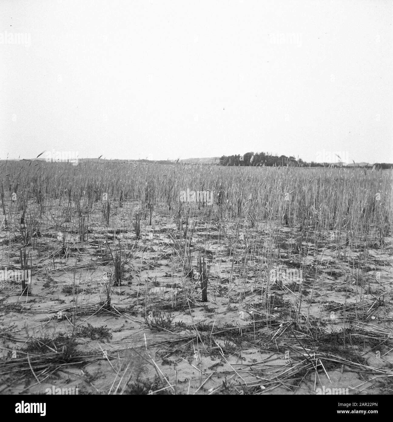 mining, tillage, leveling, bandanden, straw legs, swap plots, 'the ...