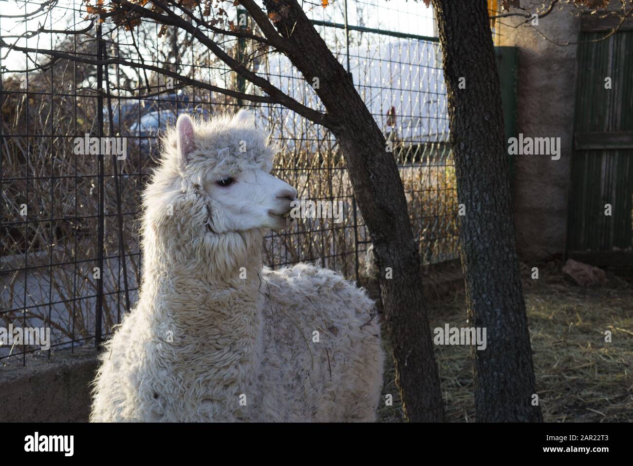 Enclosed animals hi-res stock photography and images - Alamy