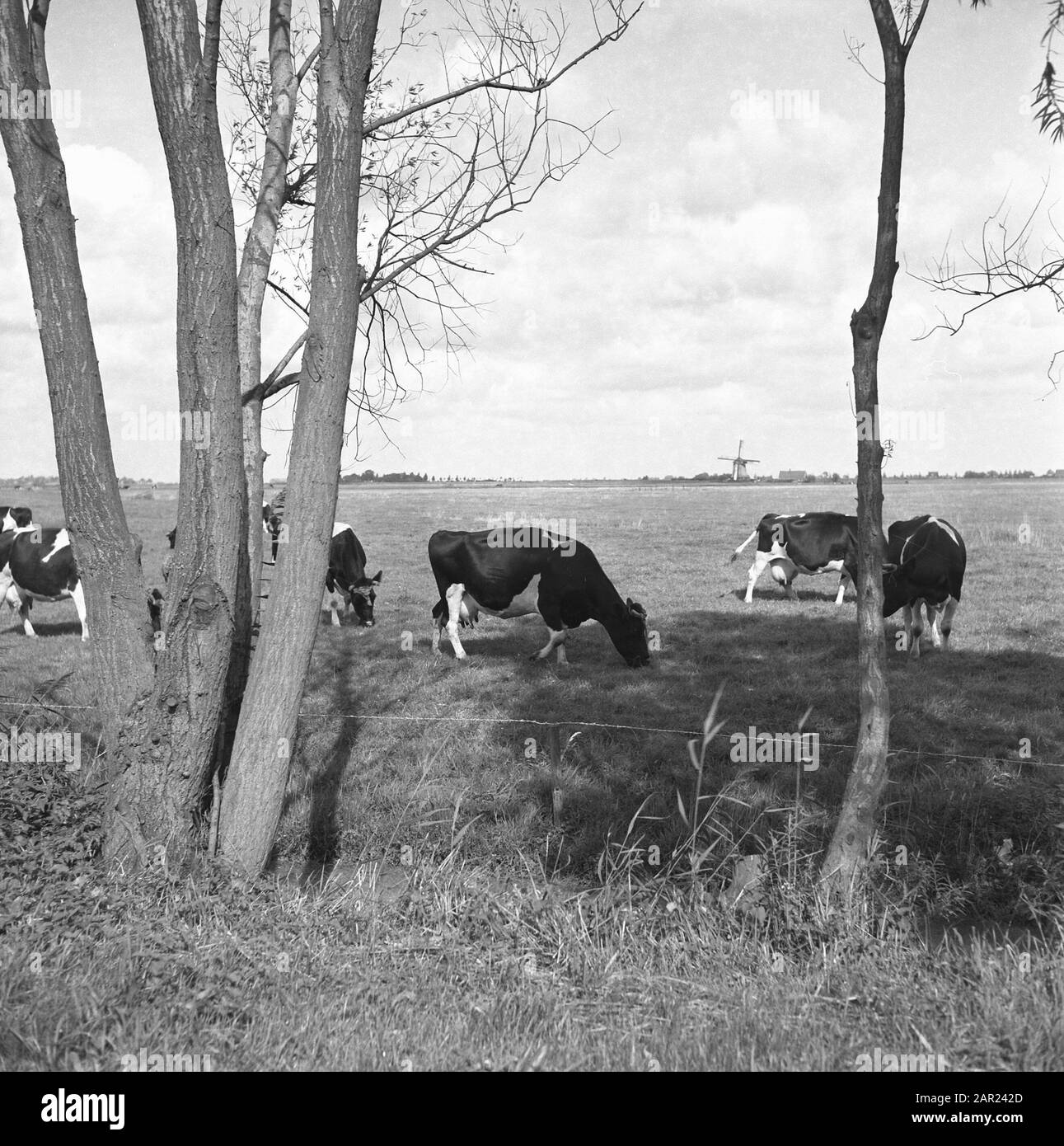 mining, cattle in the meadow, general images, peat stitch reportage ...
