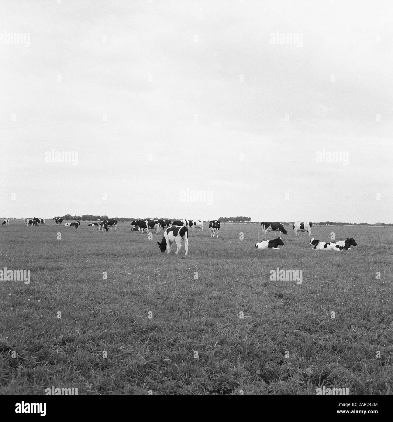 mining, livestock in the meadow, general images, peat stitch reportage ...