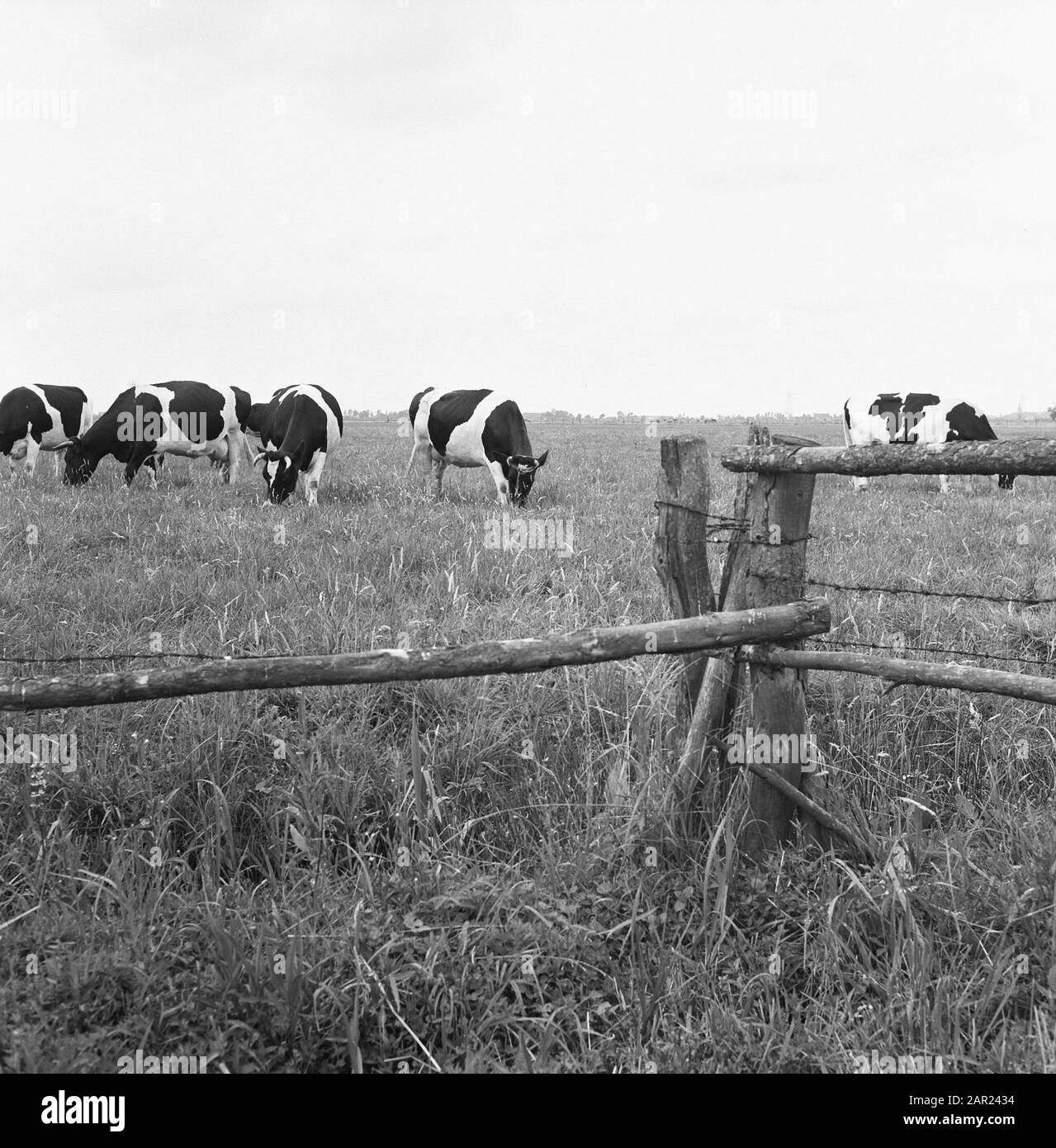 mining, livestock in the meadow, general images, peat stitch reportage ...