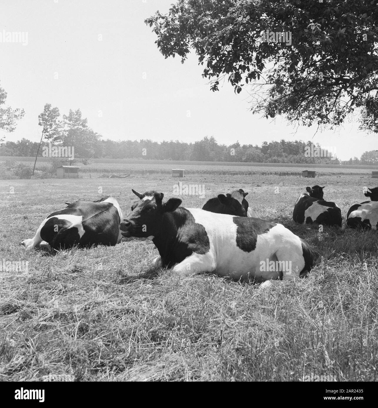 mining, livestock in the meadow, general images, peat stitch reportage ...