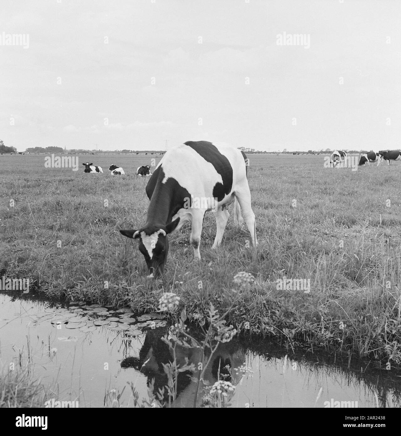 Peat meadow Black and White Stock Photos & Images - Alamy
