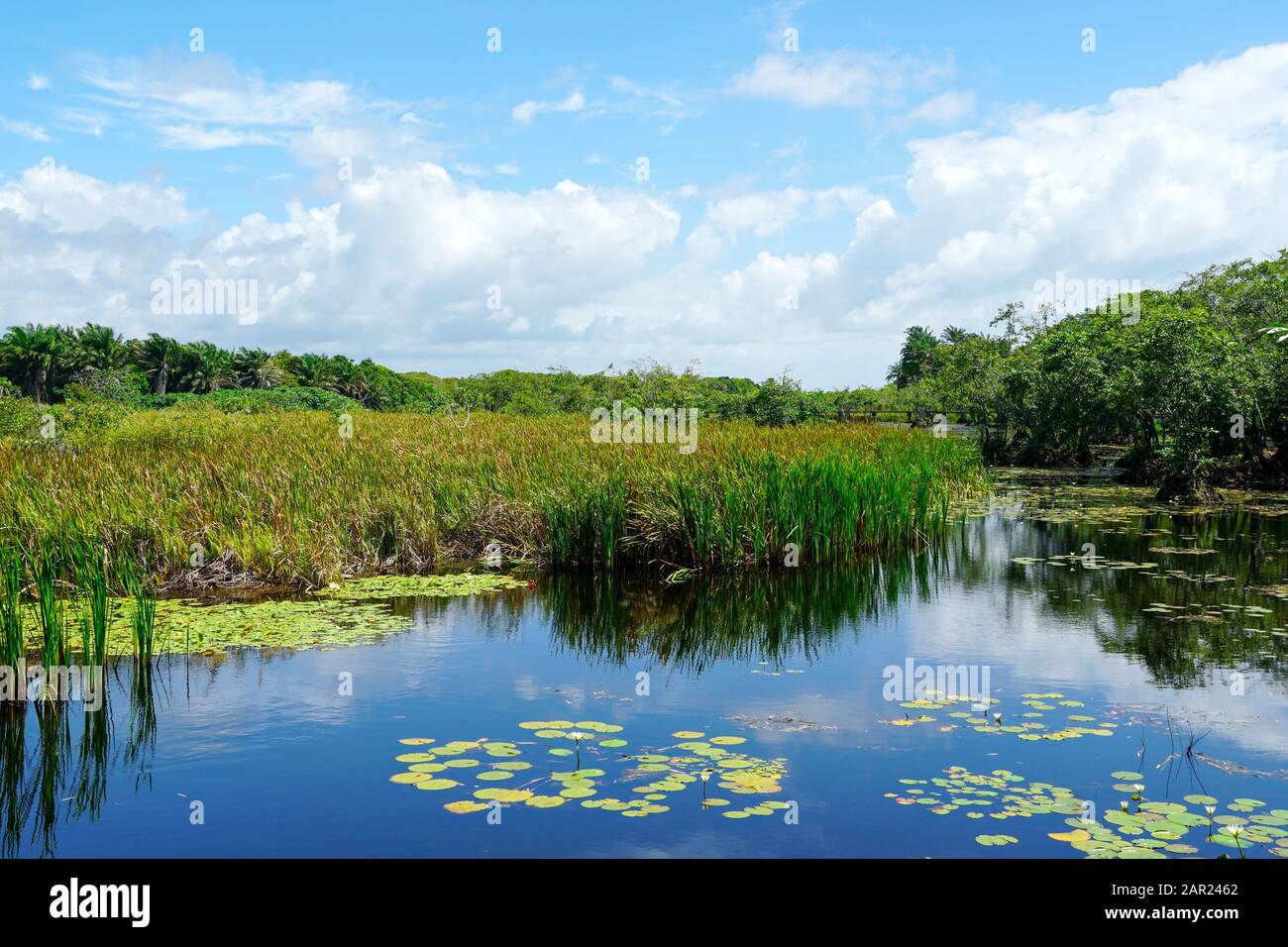 Tropical rain forest with water river, jungle in Brazil. Wetland forest ...