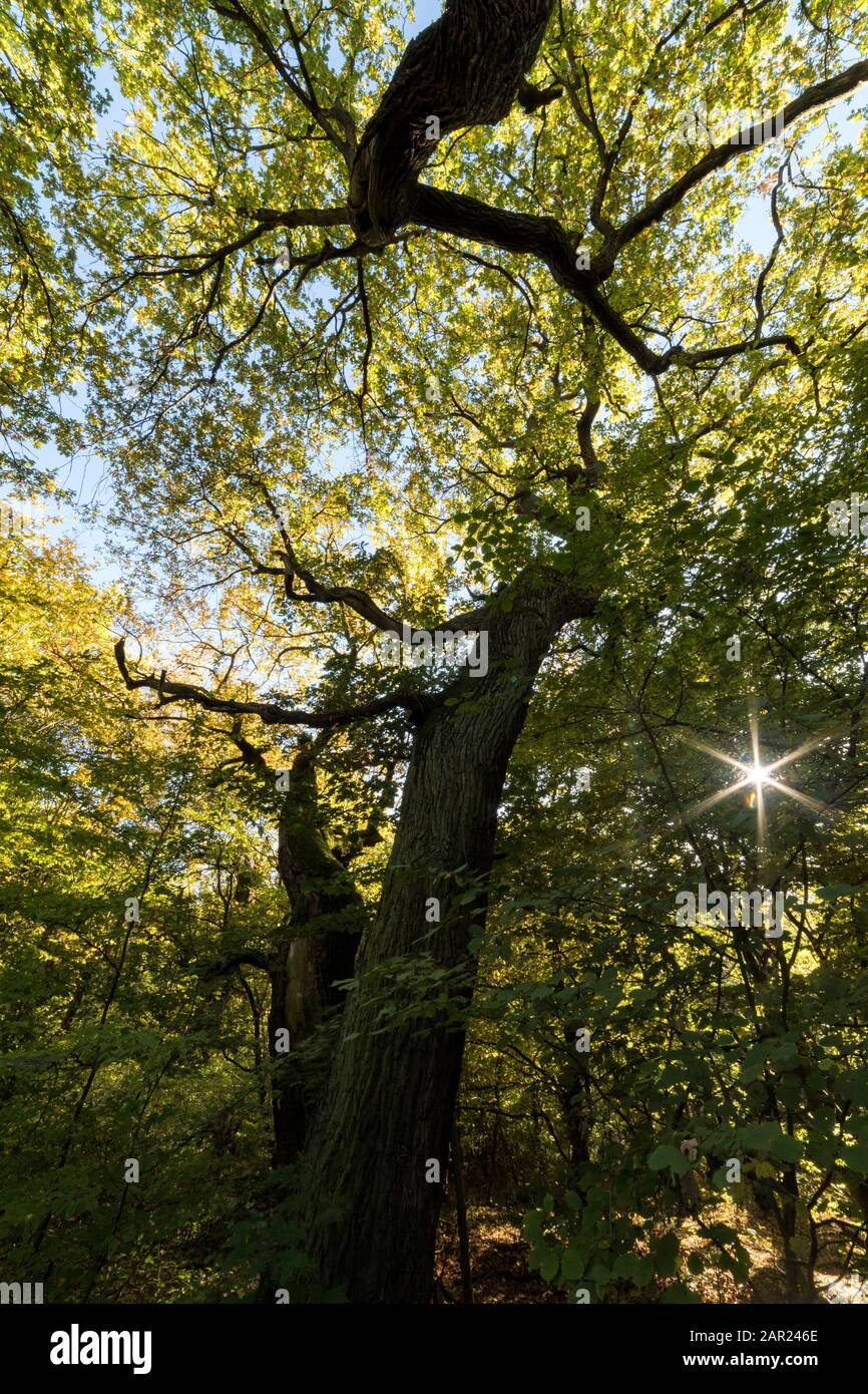 Pollard Tree High Resolution Stock Photography and Images - Alamy