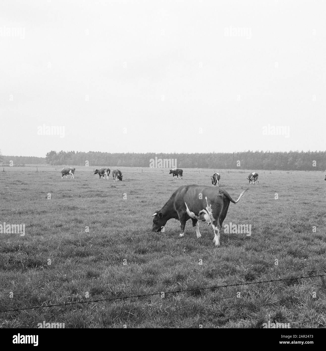 mining, livestock in the meadow, general images, peat stitch reportage ...