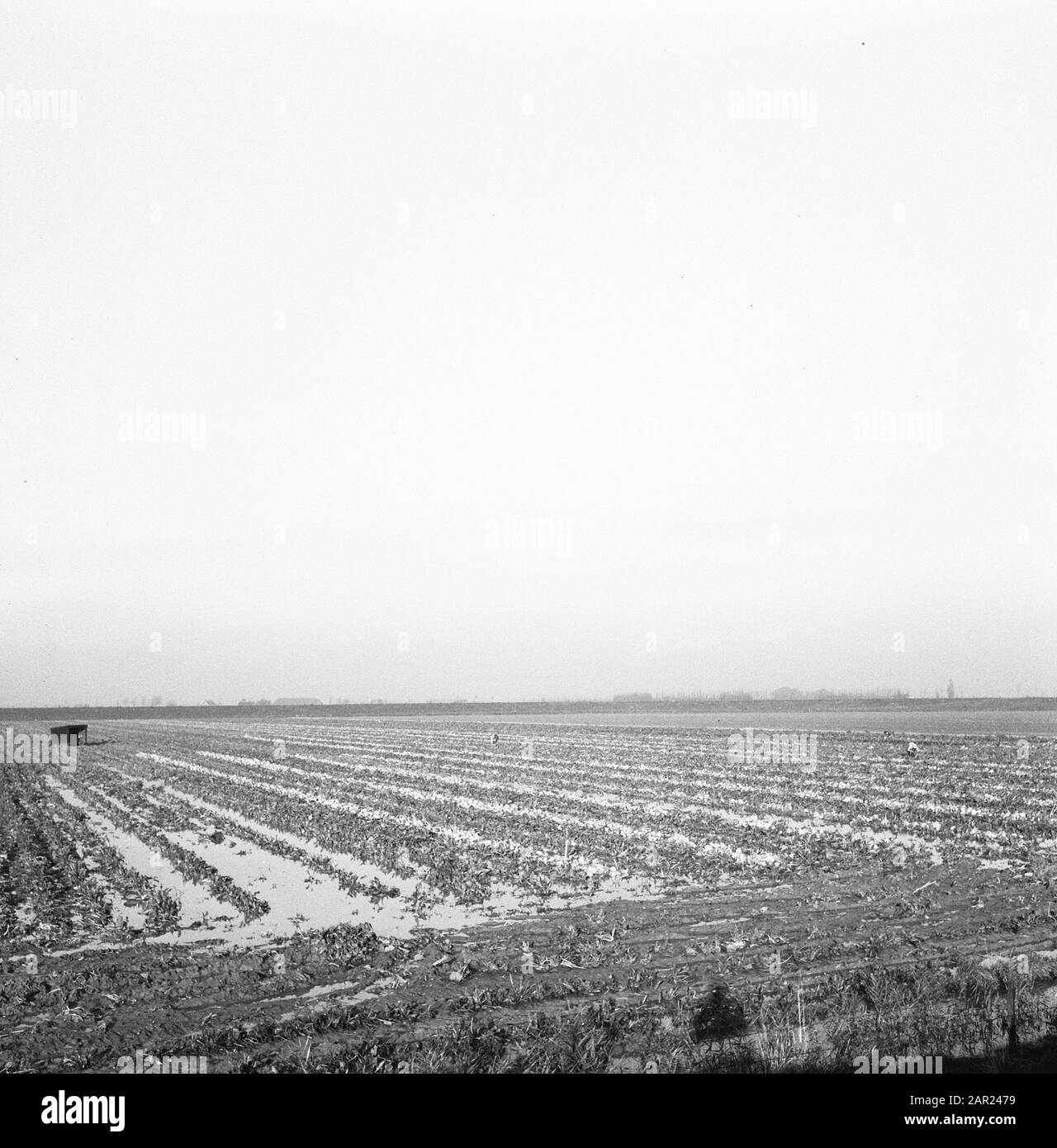 Agricultural crop field flooded Black and White Stock Photos & Images ...