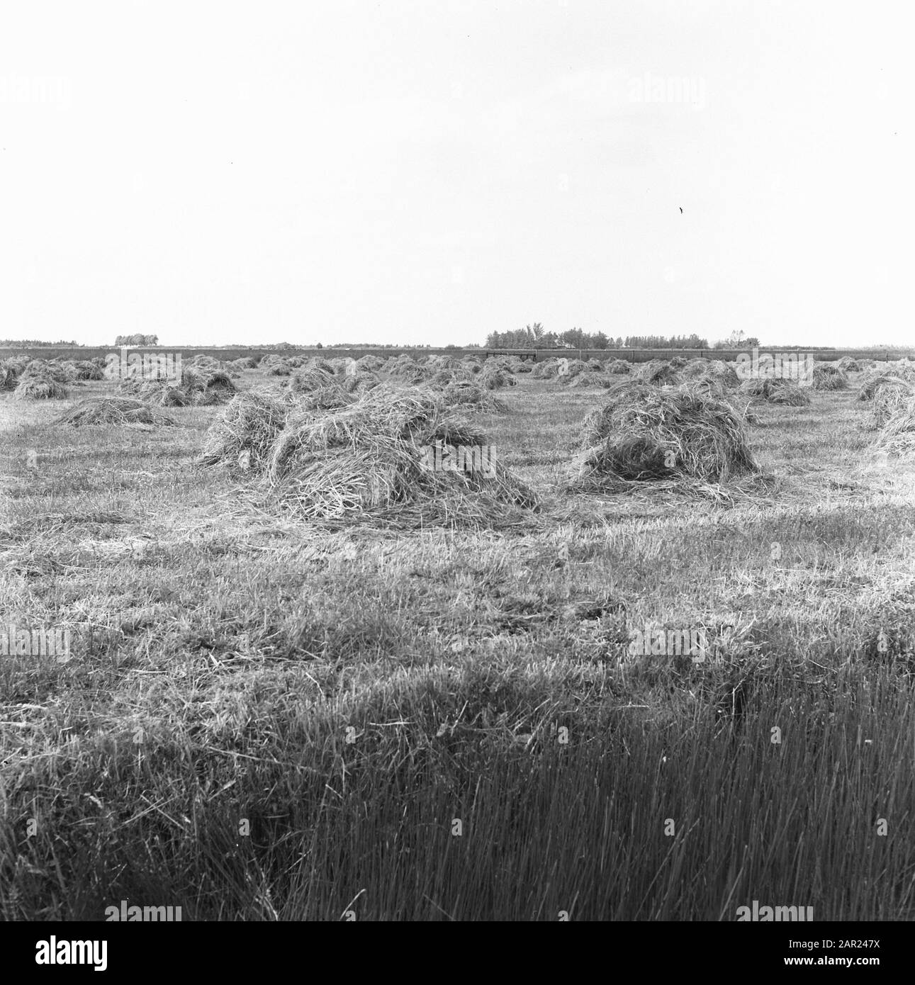 extraction, sowing and harvesting crops, hay, Haerst, Genne Date: July ...