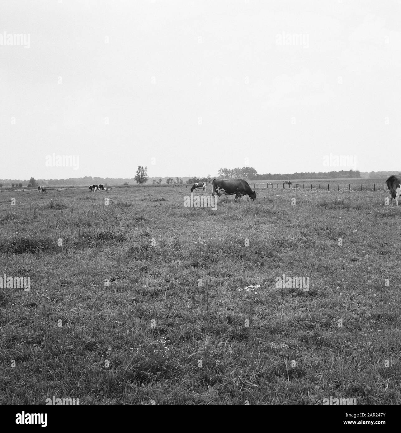 mining, cattle in the meadow, general images, peat stitch reportage ...