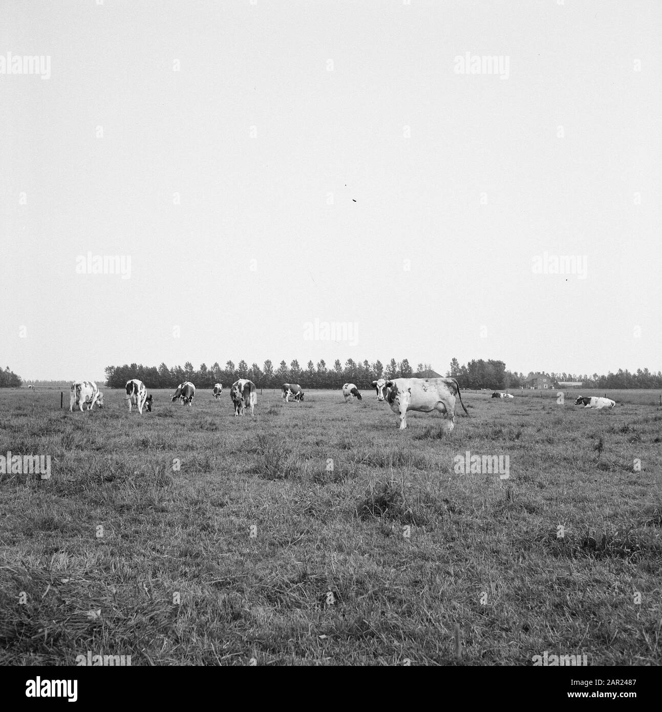 mining, cattle in the meadow, general images, peat stitch reportage ...
