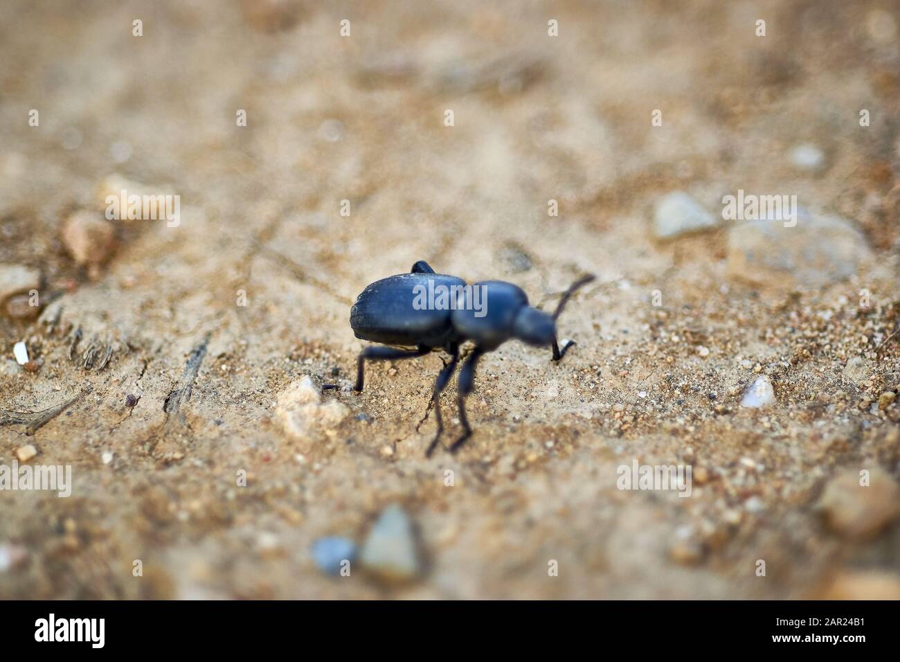 Blue ground beetle illustration hi-res stock photography and images - Alamy