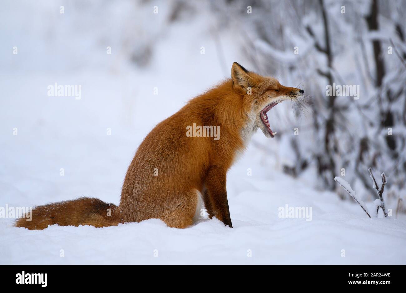 Animal yawn yawning hi-res stock photography and images - Alamy