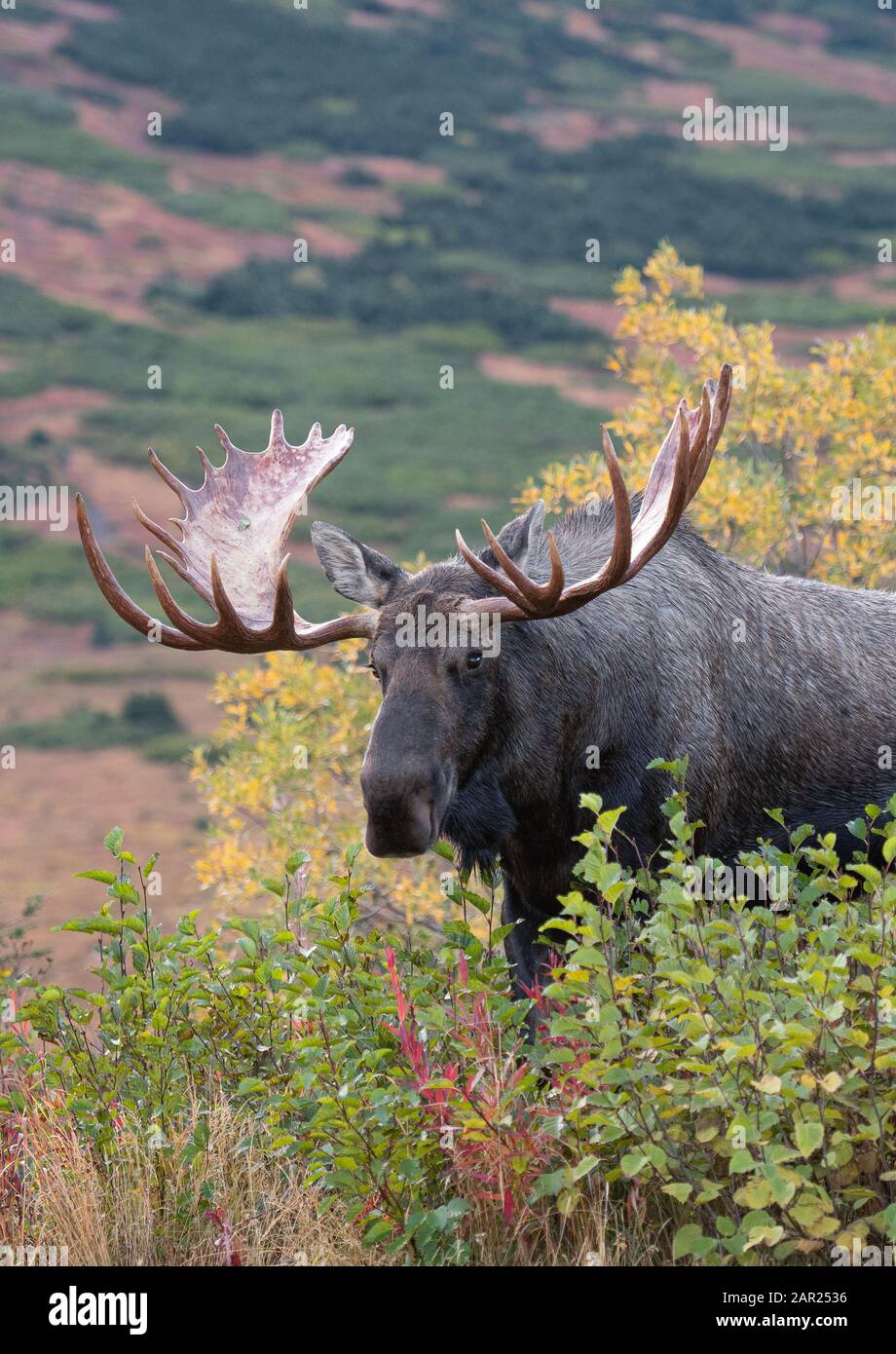 Alaskan bull moose hi-res stock photography and images - Alamy