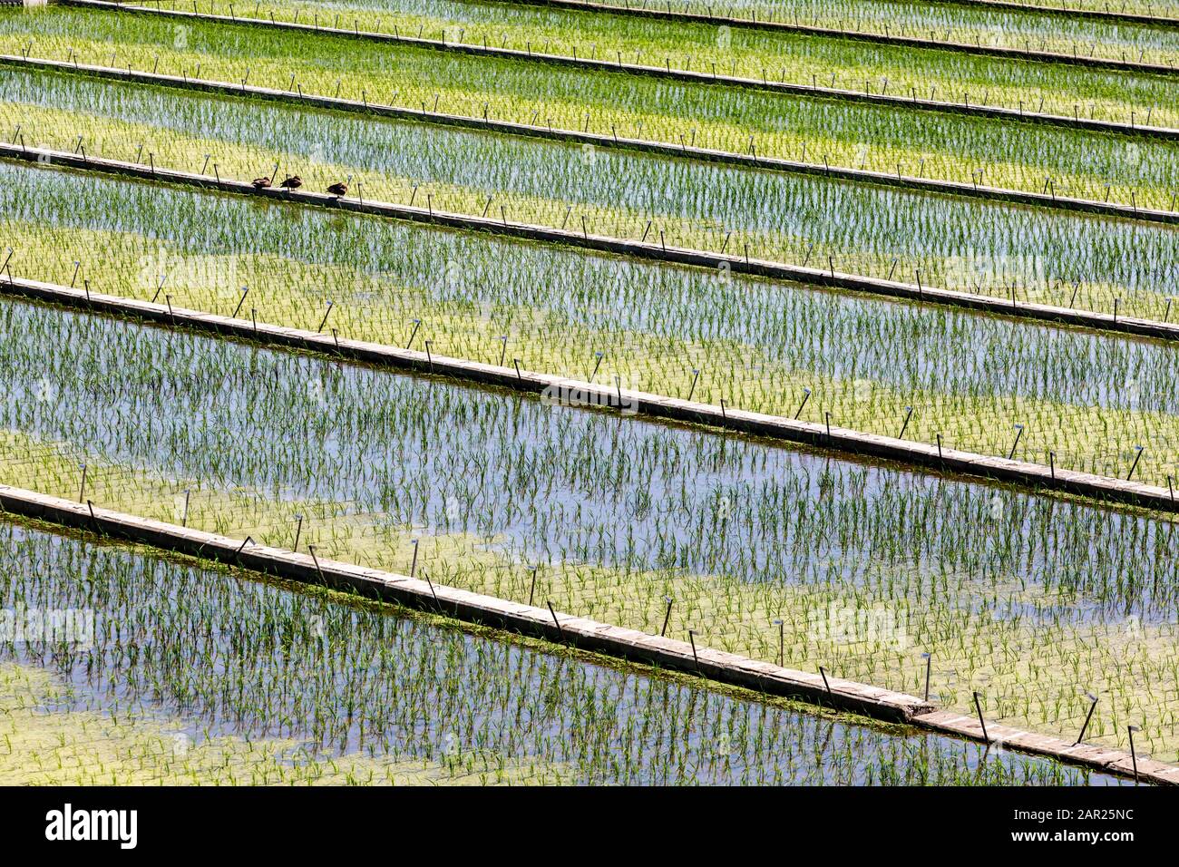 Asian green rice fields. Close Up image. Side view of rice paddy field ...