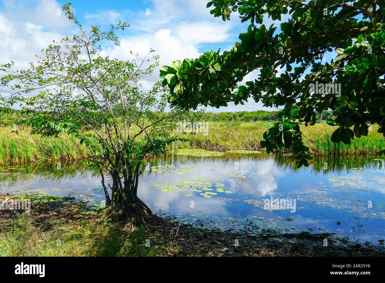 Tropical rain forest with water river, jungle in Brazil. Wetland forest ...