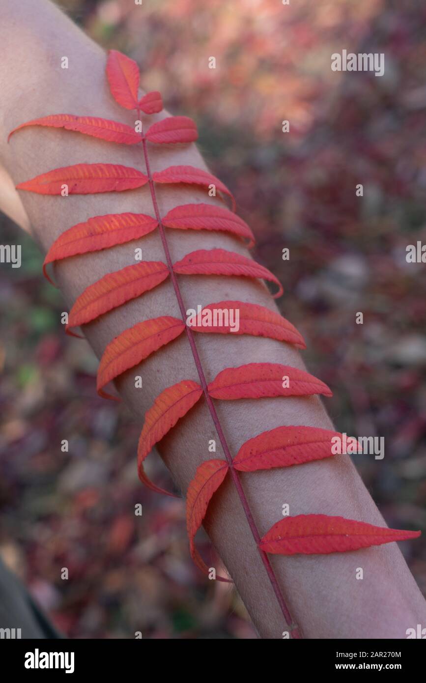 dancer hand, Red leaves of a plant along the hand Stock Photo - Alamy