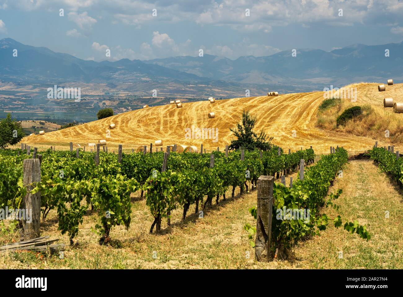 Calabria italy vineyard hi-res stock photography and images - Alamy