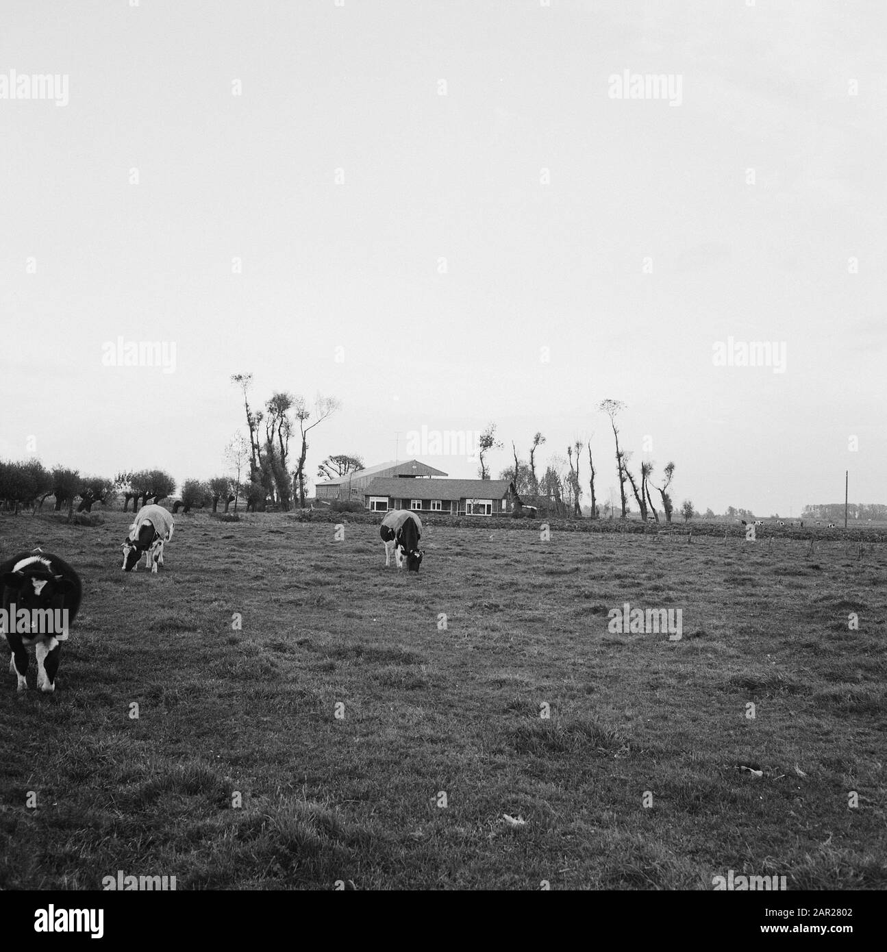 poplars and willows, farms Date: undated Location: Elden Keywords ...