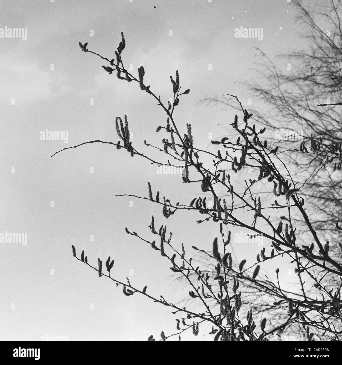 Greenery flowering Black and White Stock Photos & Images - Alamy