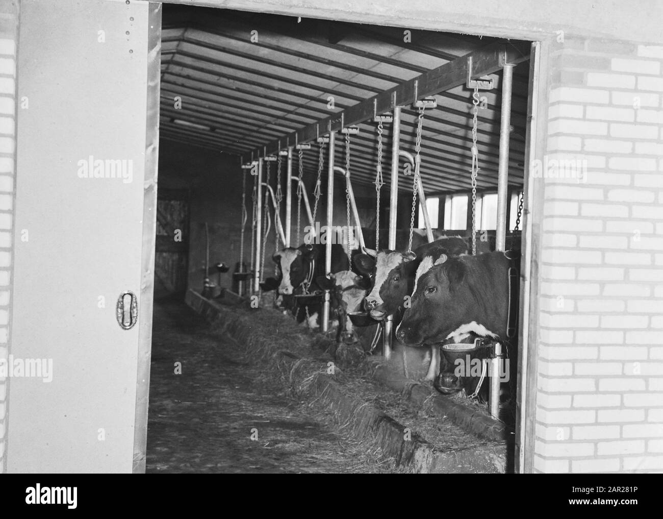 stables and barns, cattle houses, interiors, agroconstruction Date ...