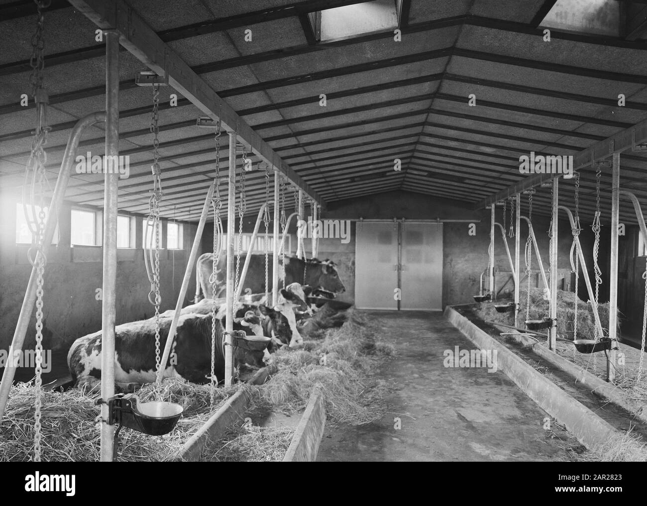 stables and barns, cattle houses, interiors, agroconstruction Date ...