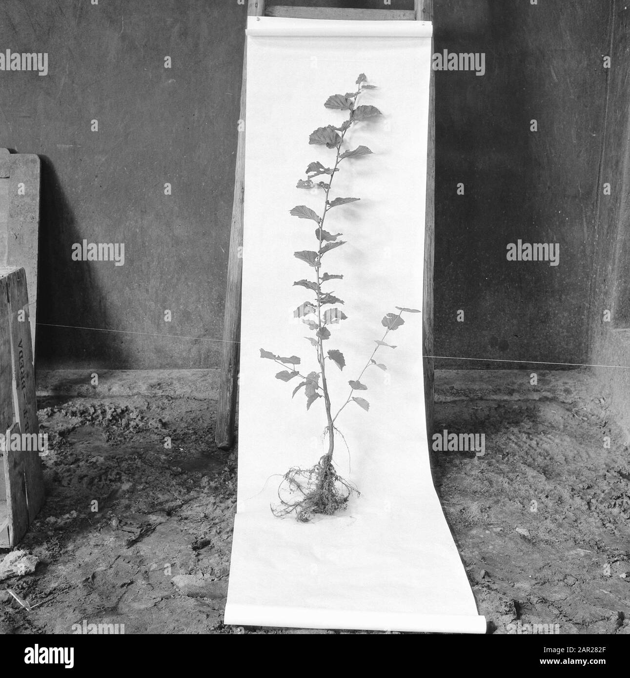 Alder species Black and White Stock Photos & Images - Alamy